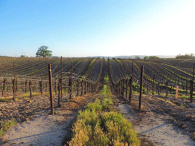 Rolling vineyard rows stretch toward the horizon, proving that wine country views pair perfectly with morning coffee.