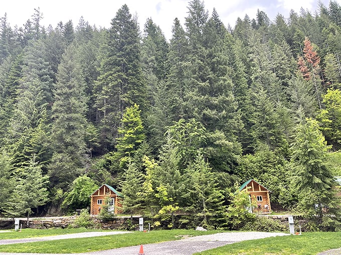 These cozy cabins nestled against towering pines offer the kind of peaceful retreat that makes you want to throw your smartphone in the nearest lake.