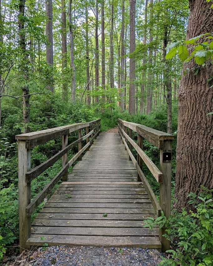 This wooden boardwalk doesn't just connect two points&mdash;it bridges everyday life to wilderness therapy, one creaky plank at a time.