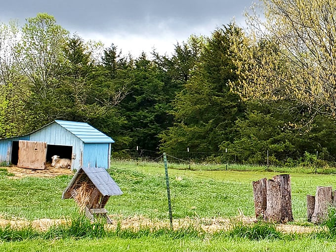 Rural poetry in blue: a humble shelter and birdhouse remind us that in small-town Missouri, even the animals get charming accommodations.