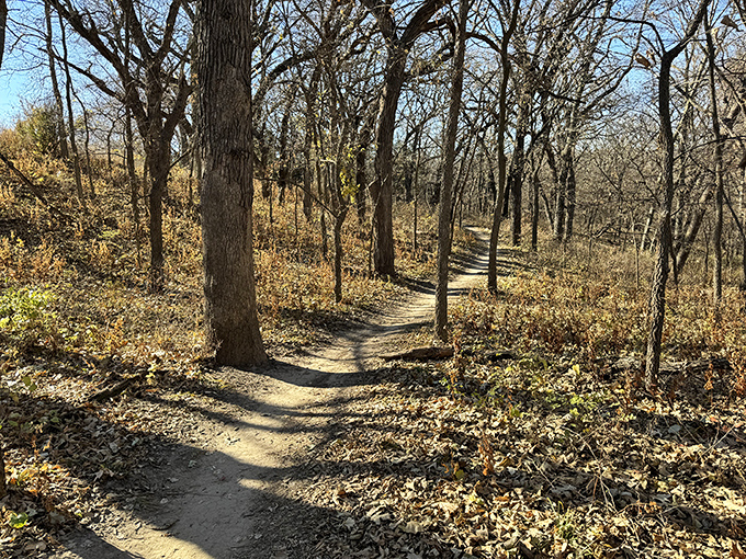 Autumn paints this winding trail in golden hues, creating a yellow brick road through Nebraska's woodlands. Dorothy never had it this good.