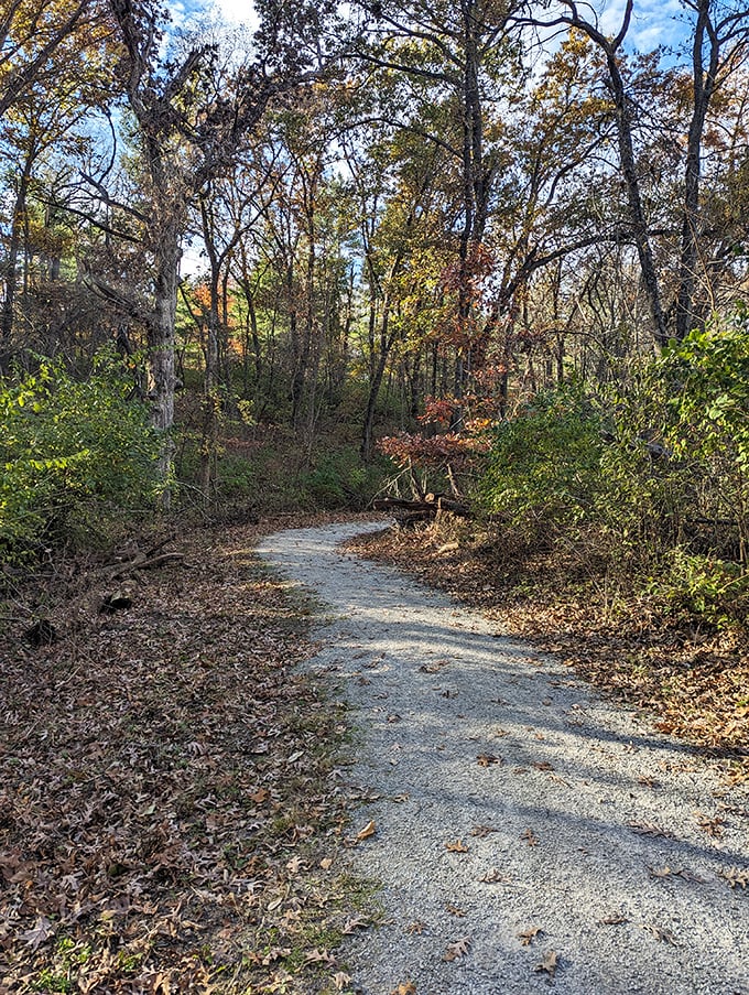 Autumn's golden hour transforms ordinary hiking trails into pathways that would make Thoreau put down his pen and just walk.