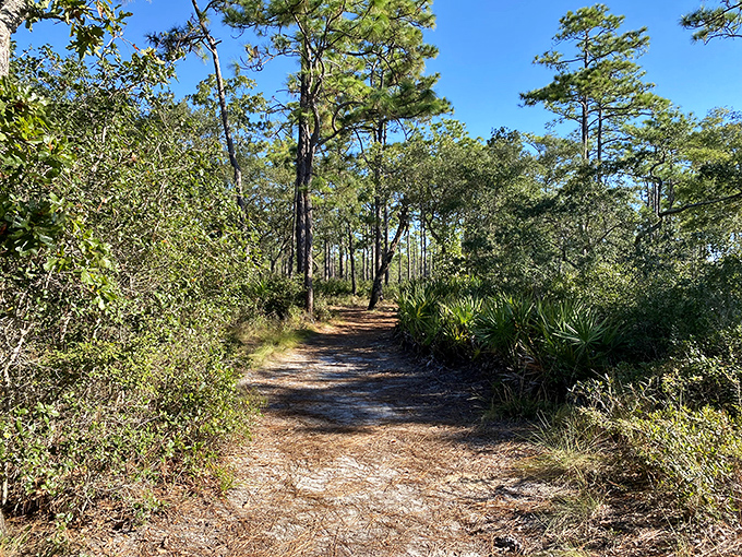 Nature's cathedral awaits. Towering pines create a dappled-light corridor that practically begs you to wander and wonder.
