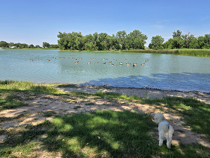 Nature's perfect mirror &ndash; Sullivan Park's pond offers tranquility and waterfowl watching just minutes from downtown.