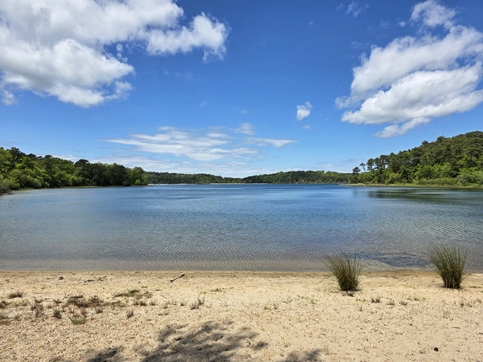 The kind of view that makes smartphone cameras weep with inadequacy. Nickerson's kettle ponds reflect clouds so perfectly, the sky gets jealous.