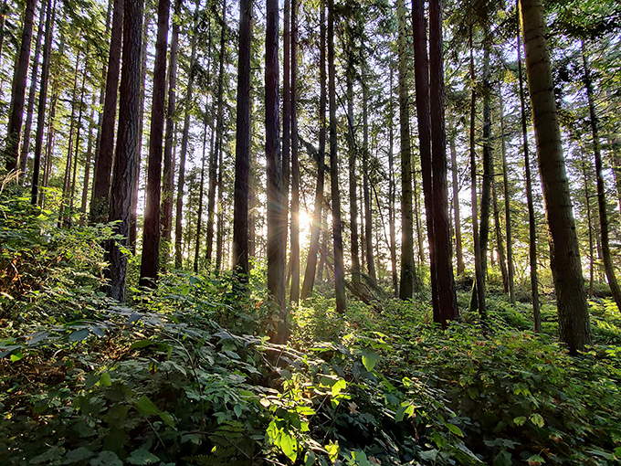 Sunlight playing hide-and-seek through towering evergreens &ndash; nature's own cathedral with a light show that puts Broadway to shame.