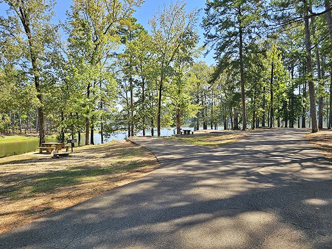 Mother Nature's version of a tree-lined boulevard. This peaceful park road invites leisurely drives with water views that rival oceanfront property.