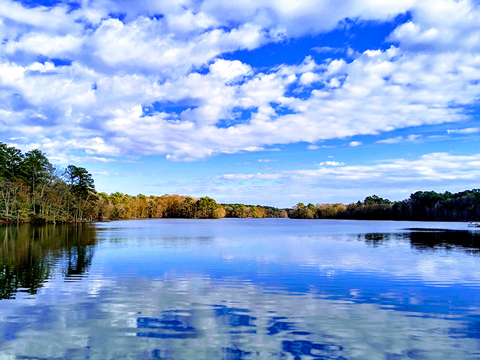 The sky and trees engage in a daily dance-off on this reflective pond surface. Spoiler alert: it's always a tie.