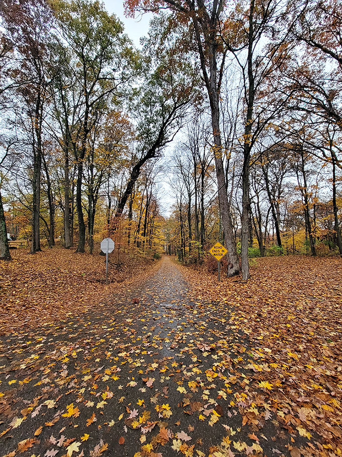 Autumn's confetti carpet welcomes hikers on this trail, nature's version of the yellow brick road minus the flying monkeys.