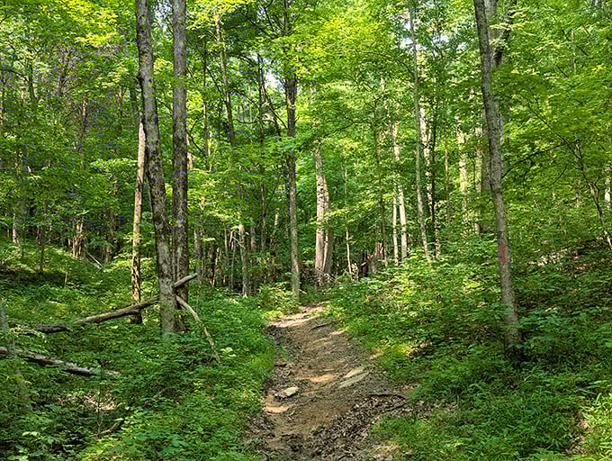 This isn't just a trail; it's nature's hallway, where sunlight filters through a canopy of leaves creating dappled magic with every step.