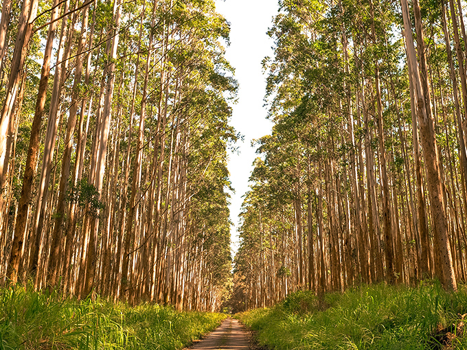 Nature's cathedral&mdash;the famous eucalyptus corridor near Honoka'a. Walking through feels like stepping into a scene from "The Lord of the Rings"&mdash;minus the orcs.