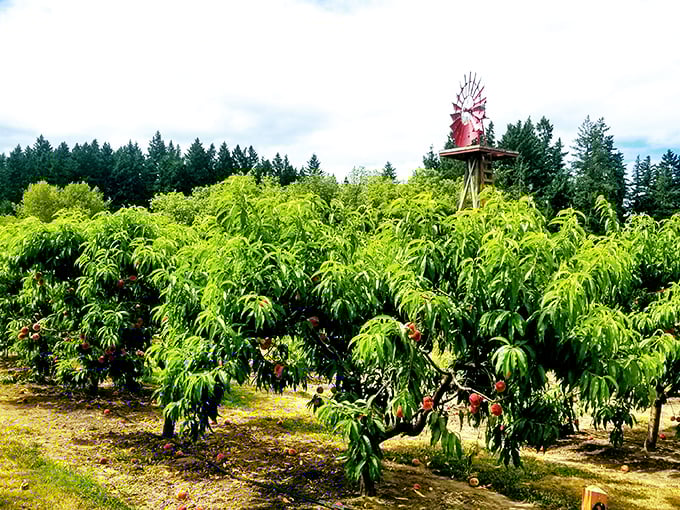 The quintessential Oregon farm experience: fresh air, mountain views, and fruit-laden trees.