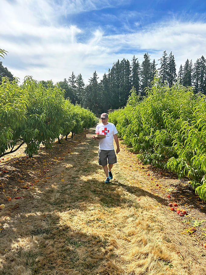 Sunflowers reaching for the sky &ndash; nature's cheerleaders for the fruit growing nearby.