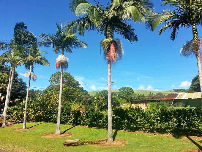 Royal palms stand tall against the Big Island sky. They're like nature's exclamation points saying "Look at this place!"