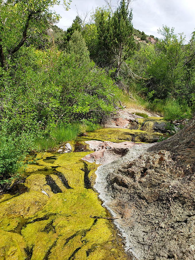 Mother Nature's science experiment – vibrant algae transforms an ordinary creek into a living canvas that would make Claude Monet jealous.