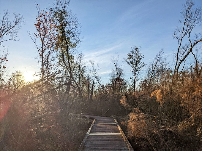 Dawn breaks over the boardwalk trail, offering front-row seats to nature's morning routine. Silence has never been this spectacular.