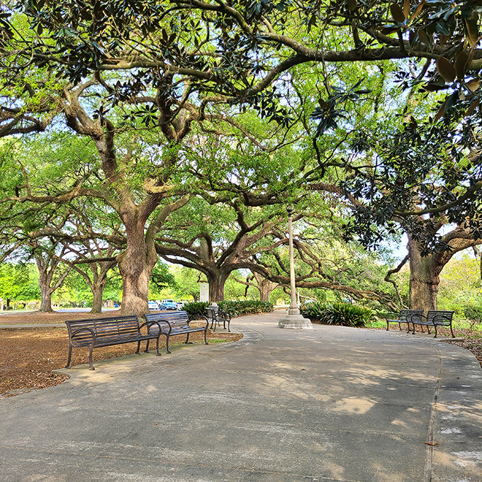 These majestic oaks create nature's perfect ceiling, their branches stretching like protective arms over benches where locals escape the Louisiana heat.