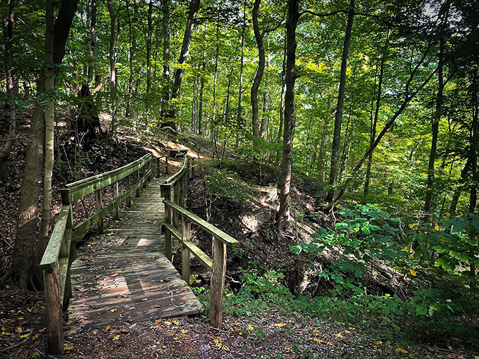 Nature's cathedral awaits at this woodland trail, where dappled sunlight creates the kind of tranquility that makes smartphone addiction seem utterly ridiculous.