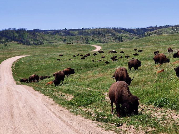 Custer State Park's roaming bison herds offer the ultimate South Dakota traffic jam – no horns honking, just horns... period.