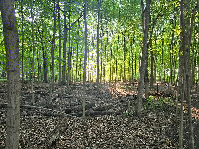 Nature's discount entertainment center: Fruth Wetland Preserve delivers peaceful woodland trails where the only thing you'll spend is time.