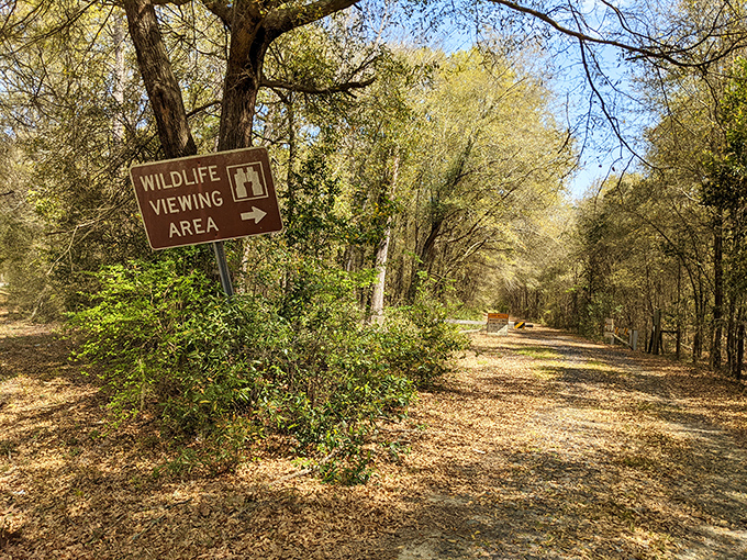 Nature calls the curious down this sun-dappled trail, where wildlife viewing opportunities await just beyond the bend &ndash; no Instagram filter required.