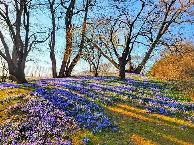 Highland Park erupts in a carpet of purple and blue blooms each spring, creating a scene straight out of a watercolor painting.