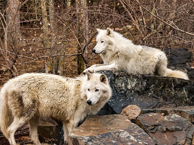 These magnificent arctic wolves at the International Wolf Center aren't just beautiful&mdash;they're ambassadors. Their piercing eyes seem to hold ancient secrets of the northern forests.