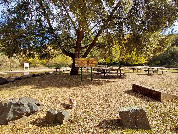 Under the dappled shade of ancient oaks, Sutter Creek Lions Park offers picnic tables where gold miners once rested their weary bones.