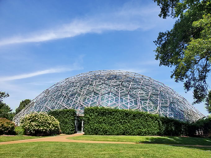 The Climatron at Missouri Botanical Garden stands like a space-age snow globe, housing tropical wonders that make you forget you're in the Midwest.