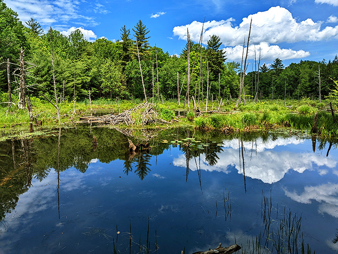 Nature reclaims its territory at Oaklands Town Forest, creating mirror-perfect reflections that double the beauty without the Instagram filter.