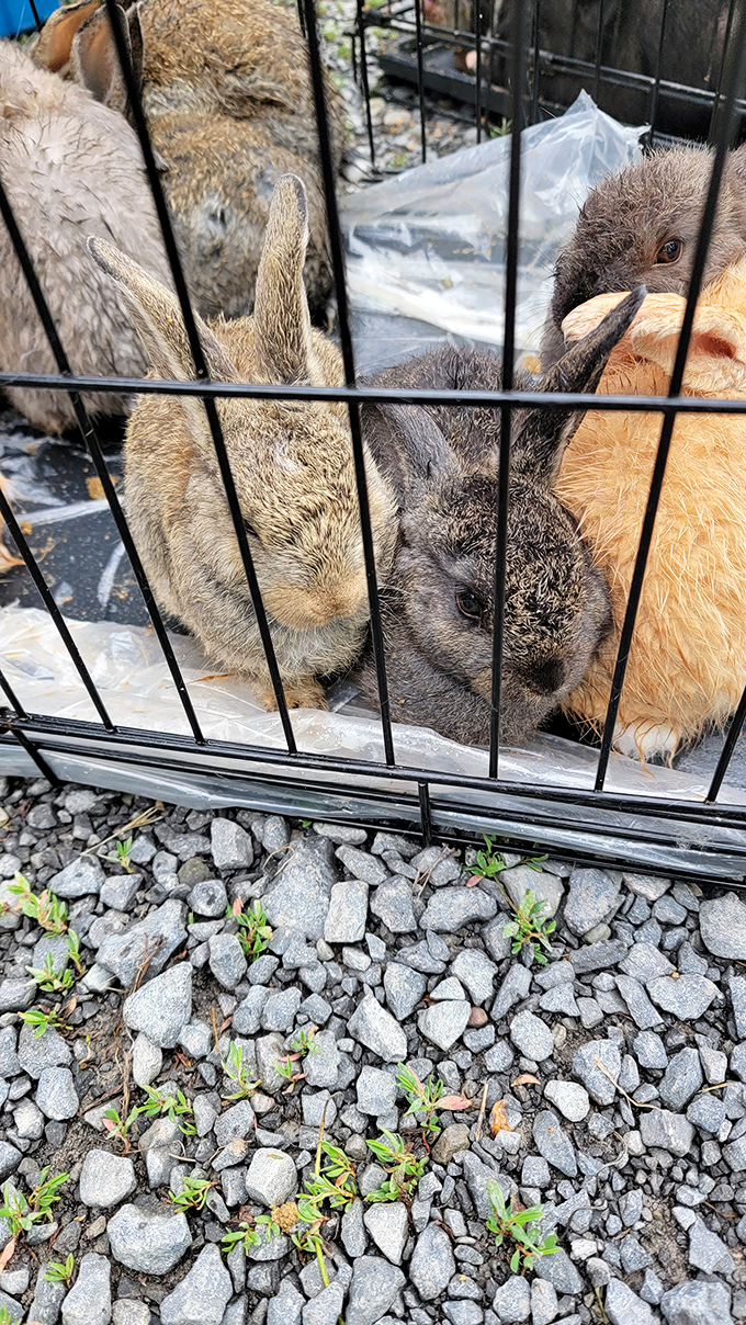 Fuzzy entrepreneurs await new homes! These rabbits represent the surprising diversity at Pence Springs, where livestock vendors mingle with antique dealers in true Appalachian tradition.