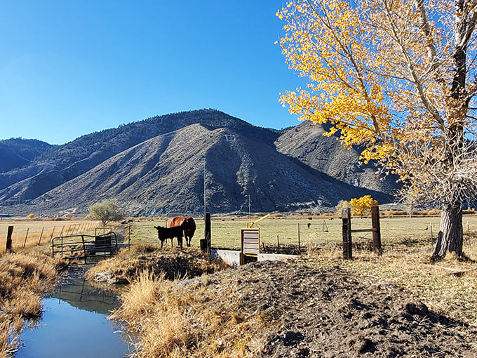 Horses, mountains, and golden light&mdash;this is what people mean when they say "the real West."