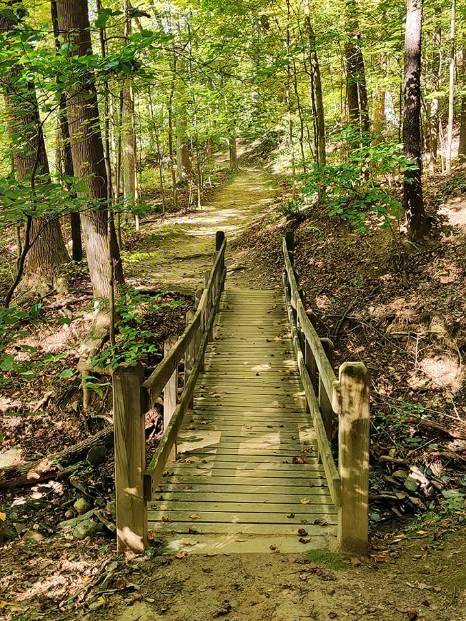 Wooden bridges and dappled sunlight create nature's cathedral in Akron's metro parks. Your daily constitutional just got a serious upgrade.