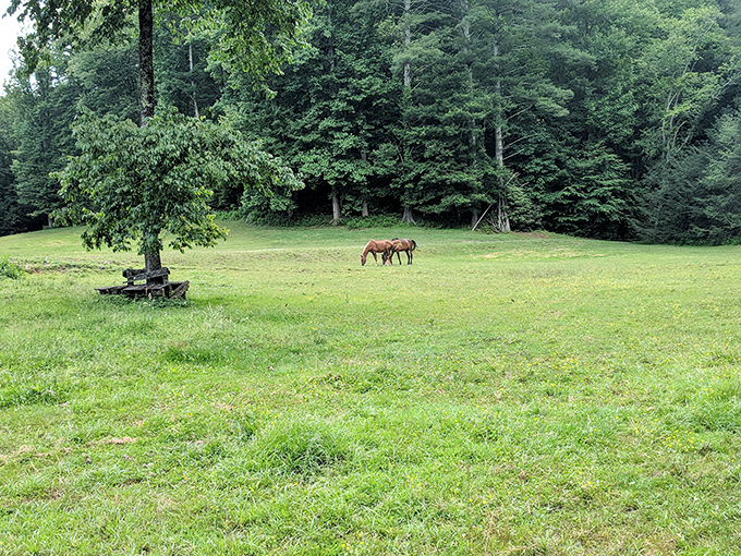 Pastoral serenity at its finest &ndash; where deer graze peacefully and remind us that sometimes the best neighbors don't borrow your lawn mower.