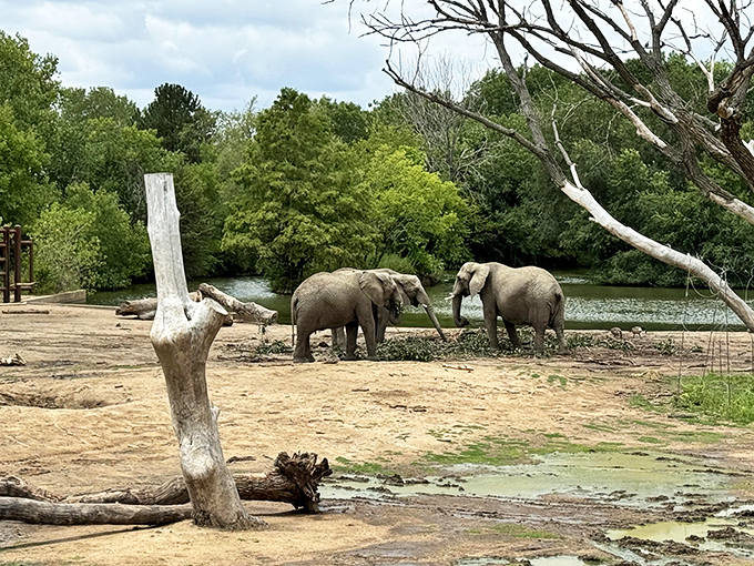 These elephants didn't get the memo about Kansas being flat. They're living their best lives at Sedgwick County Zoo, cooling off riverside.