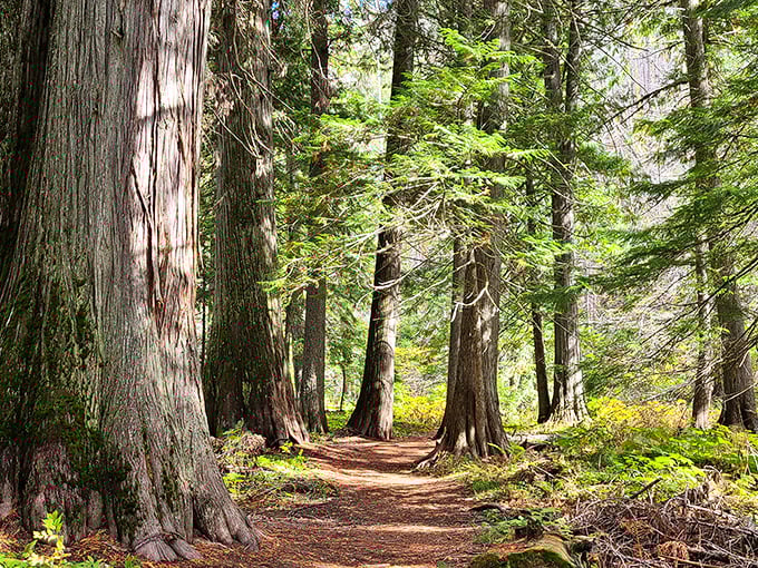 The forest trails around Wallace invite you into a cathedral of ancient trees, where sunlight filters through branches like nature's own stained glass.