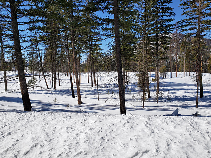 Winter wonderland isn't just a song here&mdash;it's a lifestyle. Twisp's snow-covered forests create a serene backdrop for cross-country adventures.