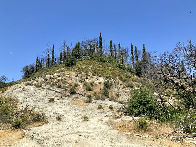 Nature's sculptural garden awaits at the Petrified Forest, where California's ancient history stands frozen in time under the watchful cypress sentinels.