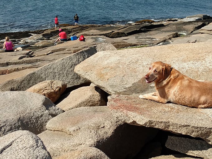 Four-legged visitors enjoy the granite perches as much as their human companions. This golden retriever has clearly found his happy place.
