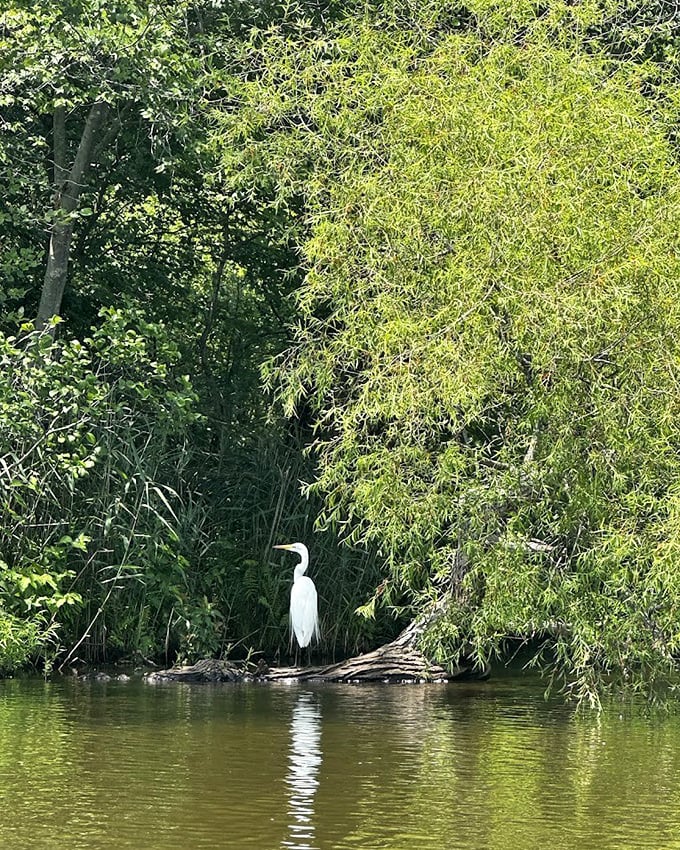 Nature's sentinel in white plumage stands guard, demonstrating that patience isn't just a virtue&mdash;it's dinner preparation in the wild.