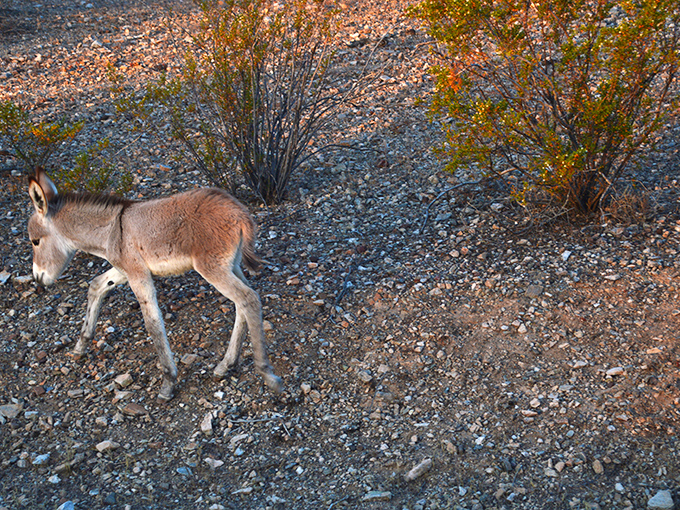 Nature's welcoming committee comes with four legs and adorable ears. This wild burro doesn't need reservations&mdash;he owns the place.
