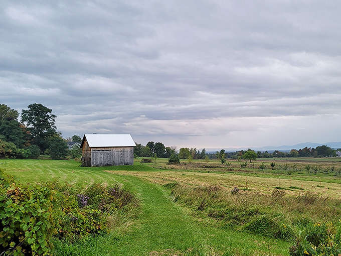 Vermont's pastoral poetry in one frame. This weathered barn stands sentinel over fields that have witnessed centuries of seasons.