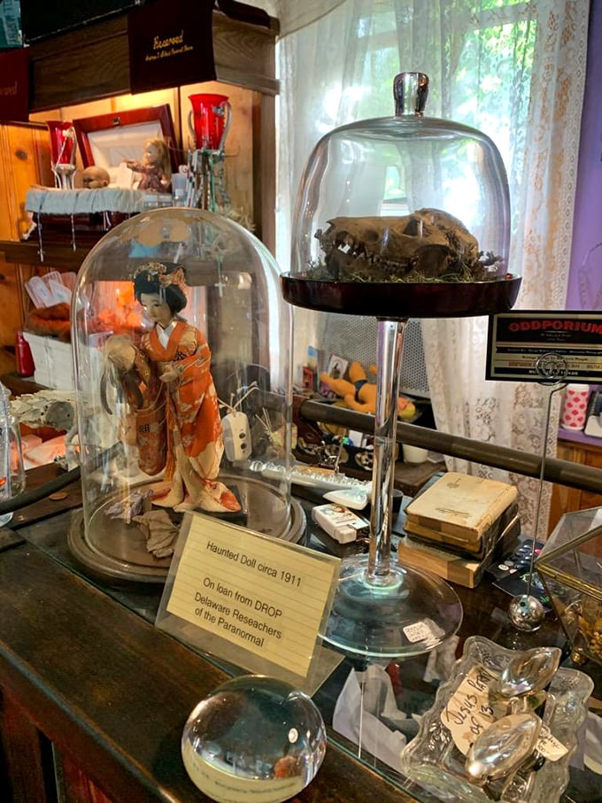 A haunted doll from 1911 shares space with animal skulls under glass domes. Your grandmother's curio cabinet this most certainly is not.