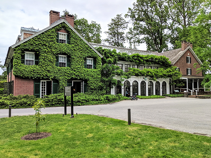 The historic house wears its ivy coat with pride. Nature's slowly claiming the architecture, creating that perfect "I've been here forever" vibe that money can't buy.