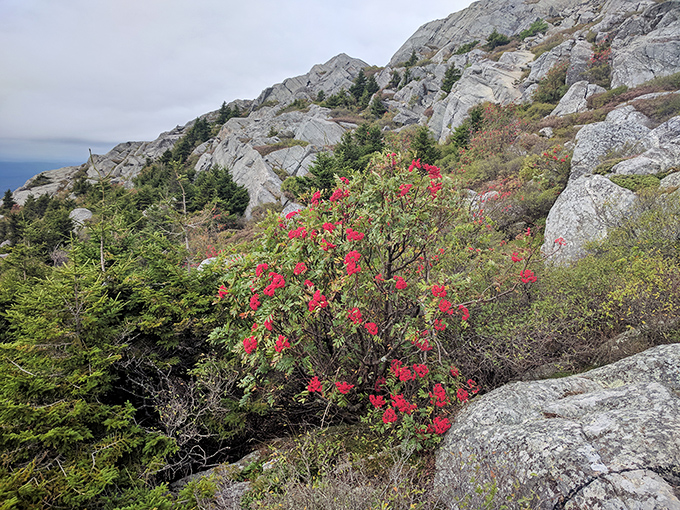 Mountain rhododendron adding a splash of crimson to the granite canvas. Even the toughest rocks need a little color therapy.
