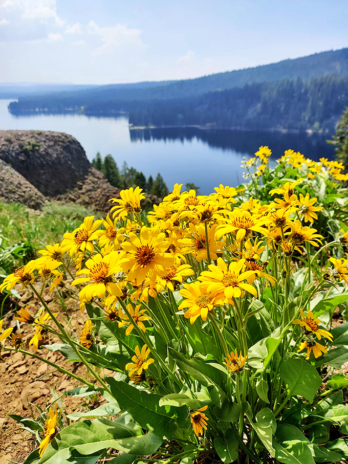 Nature's confetti celebration &ndash; wildflowers that make even the most sophisticated camera phone say "I'm not worthy."