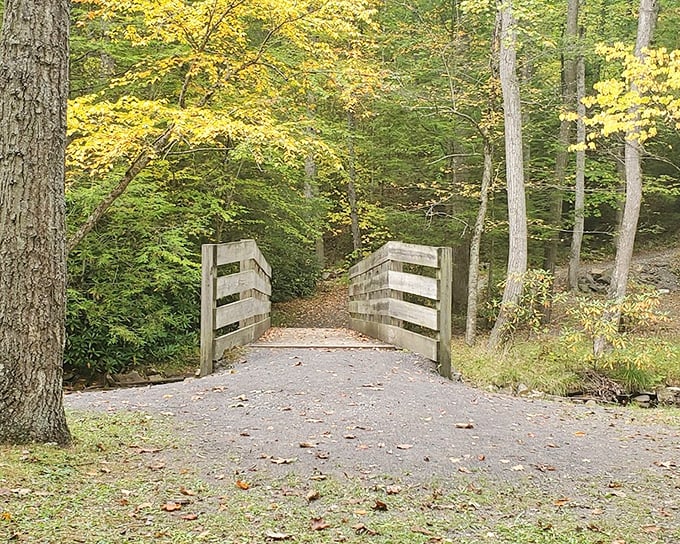 This wooden footbridge isn't just crossing water – it's crossing into a simpler time. The perfect threshold between everyday worries and woodland serenity.