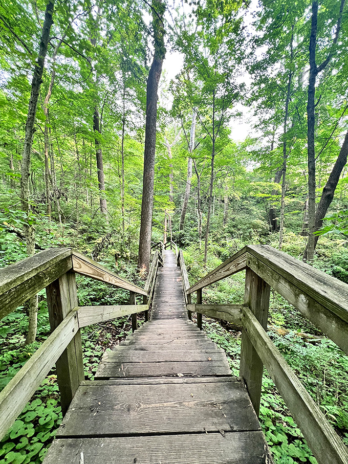 Stairway to serenity! These wooden steps descend into a verdant wonderland where stress dissolves faster than an aspirin in hot tea.