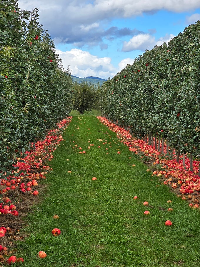 A red windmill stands sentinel over rows of pear trees &ndash; farm charm at its finest.