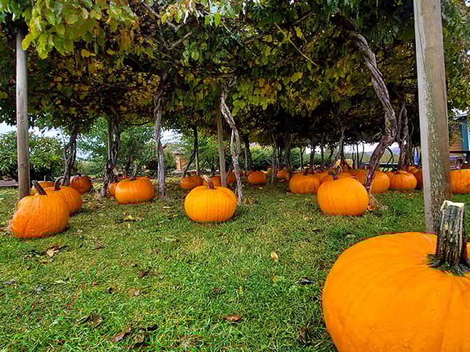 Walking between these leafy giants feels like entering a secret green cathedral of fruit.